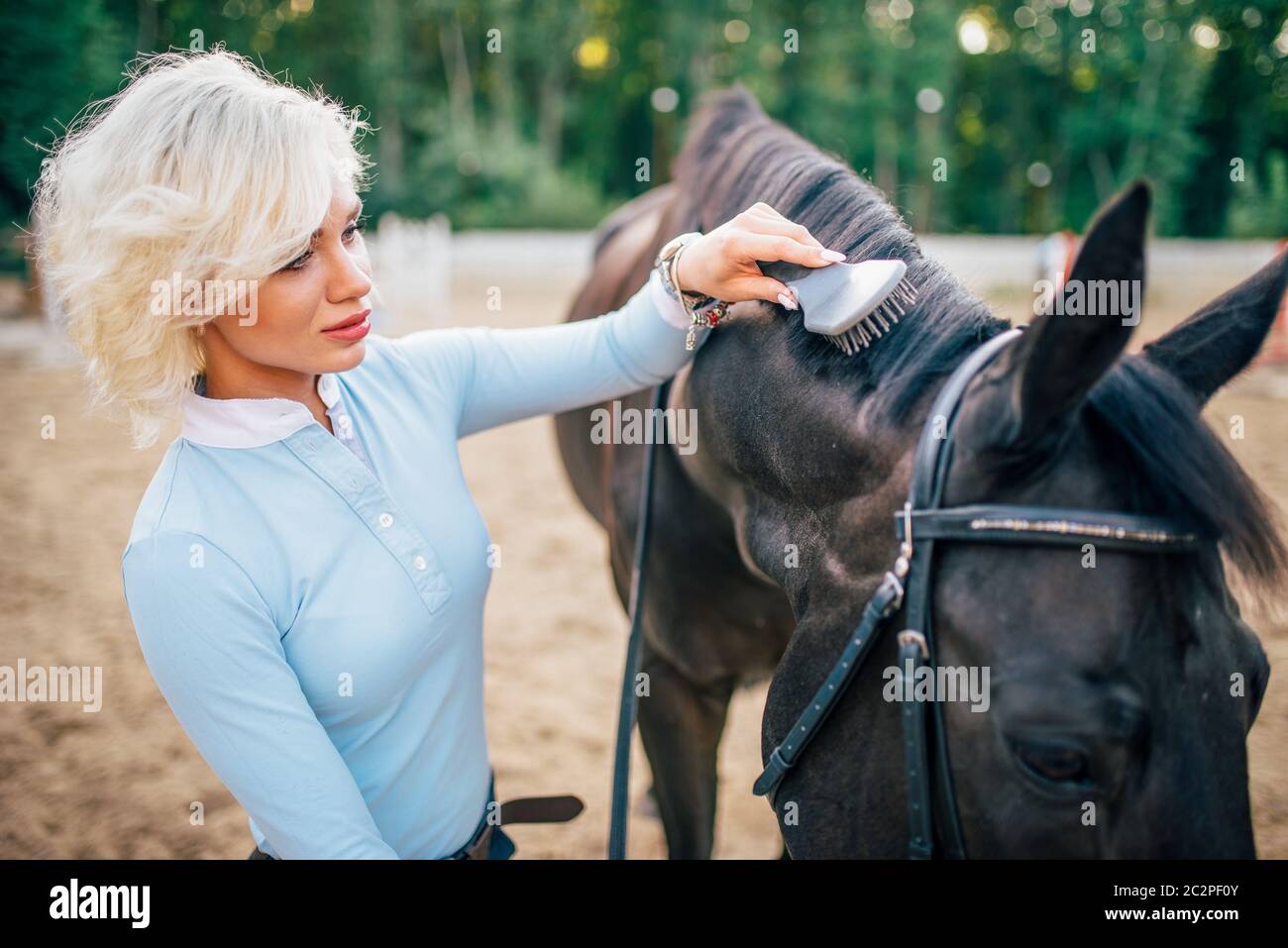 Young woman combing the mane of the horse. Equestrian sport, attractive ...