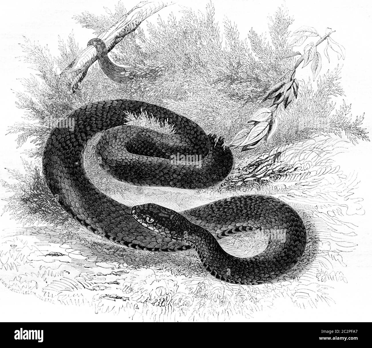 Viper common black variety, vintage engraved illustration. Magasin ...