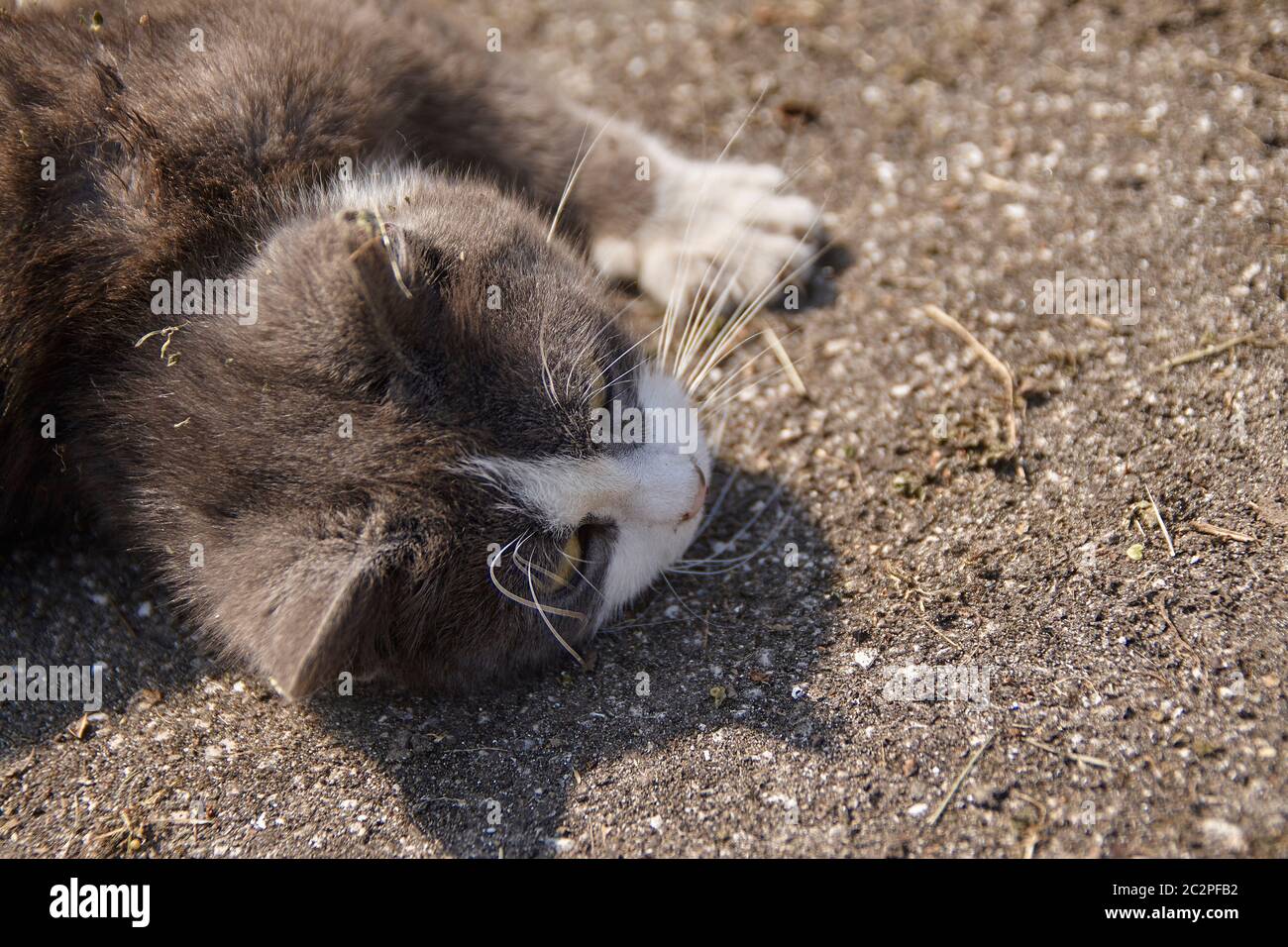 Small gray cat while rolling on the ground looking for cuddles Stock ...