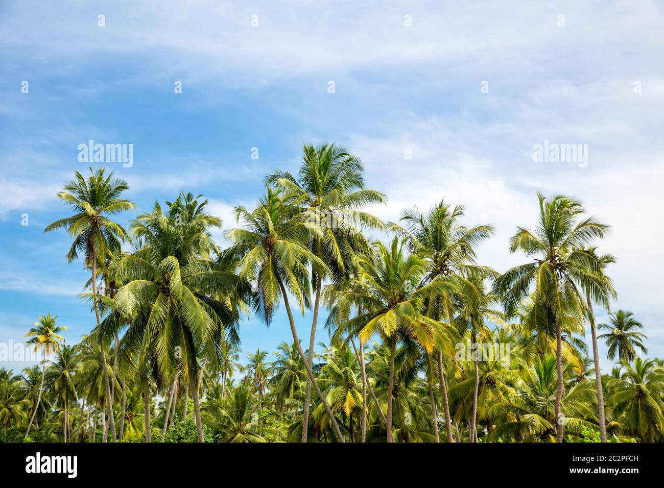 Scenic tropical jungle forest, Ceylon nature. Sri Lanka scenery Stock ...