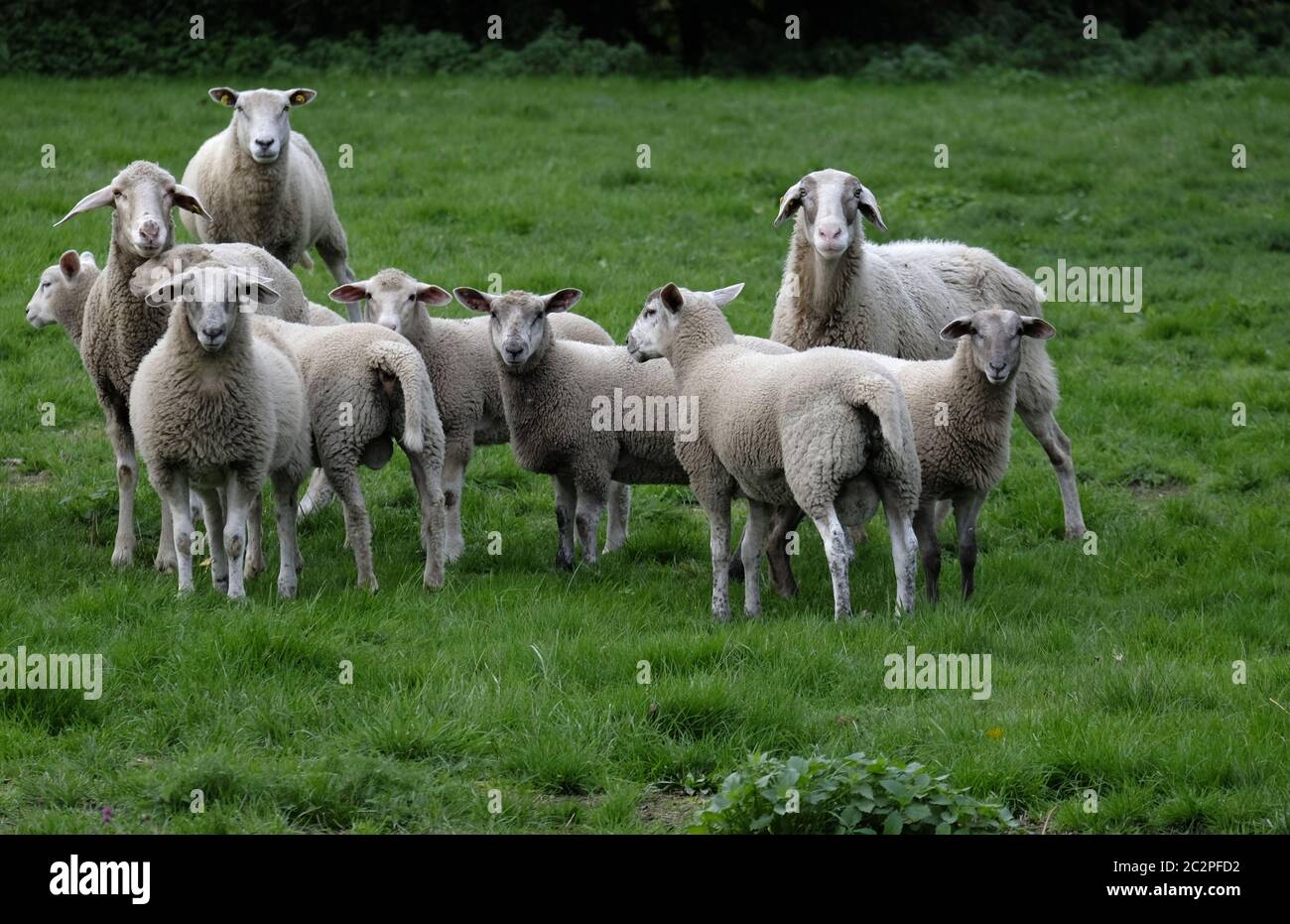 Ovis caprinae hi-res stock photography and images - Alamy