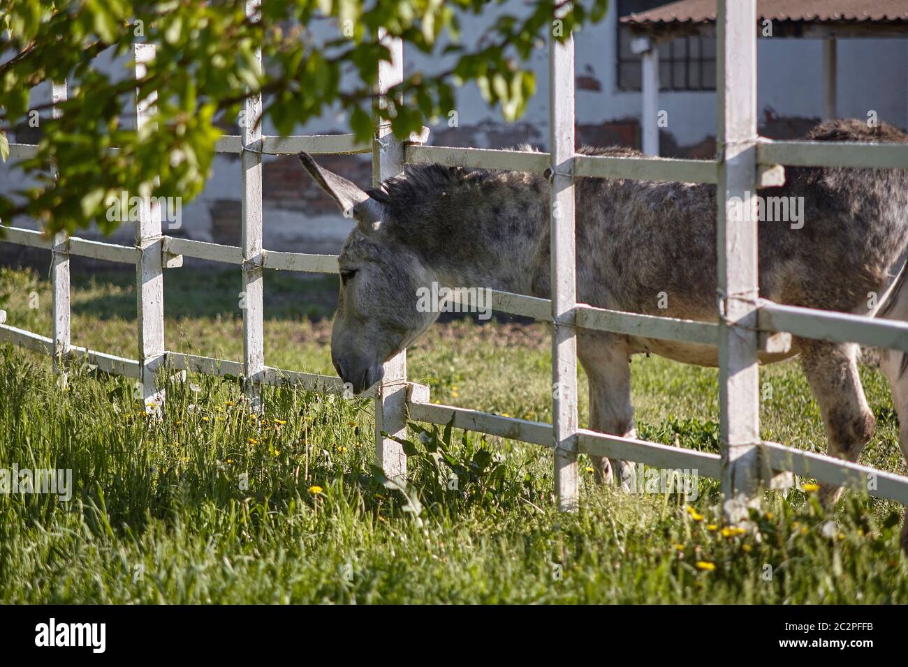 Donkey in enclosure hi-res stock photography and images - Alamy