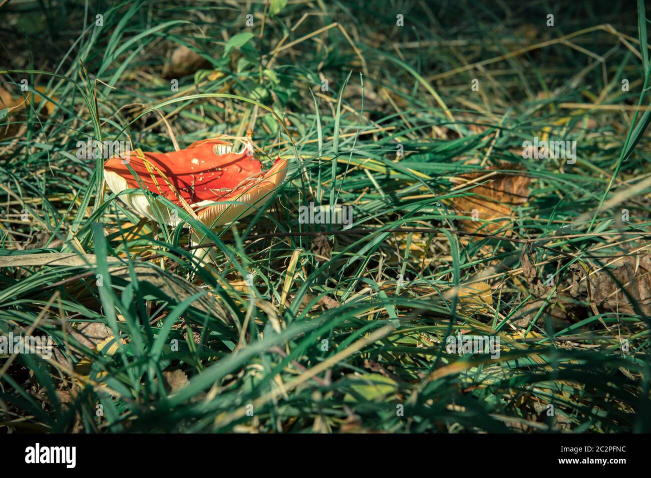 Toadstools in forest hi-res stock photography and images - Alamy