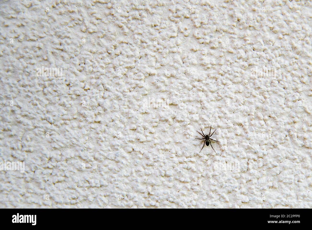 Black house spiders hi-res stock photography and images - Alamy