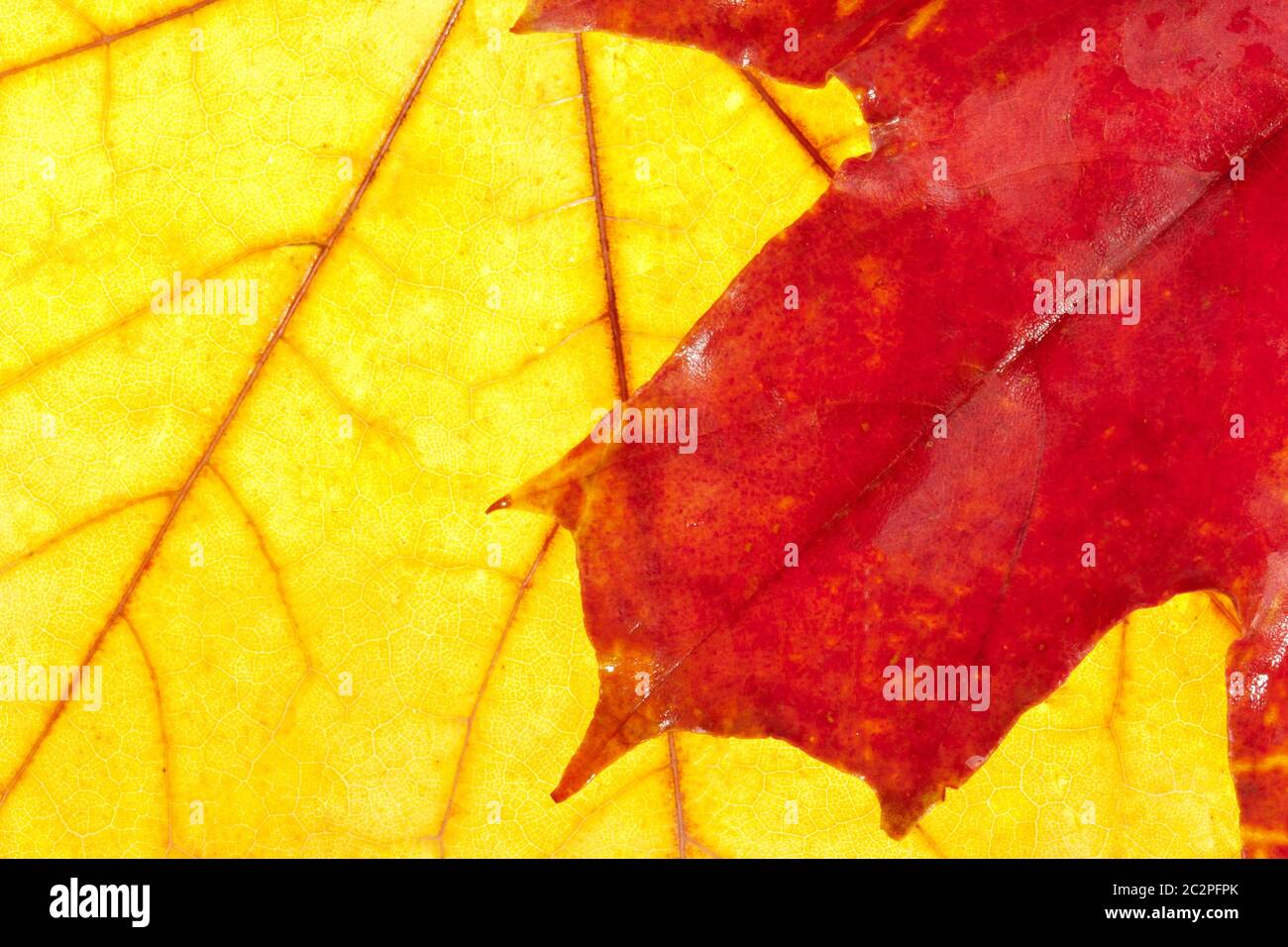Set big leaf maple hi-res stock photography and images - Alamy