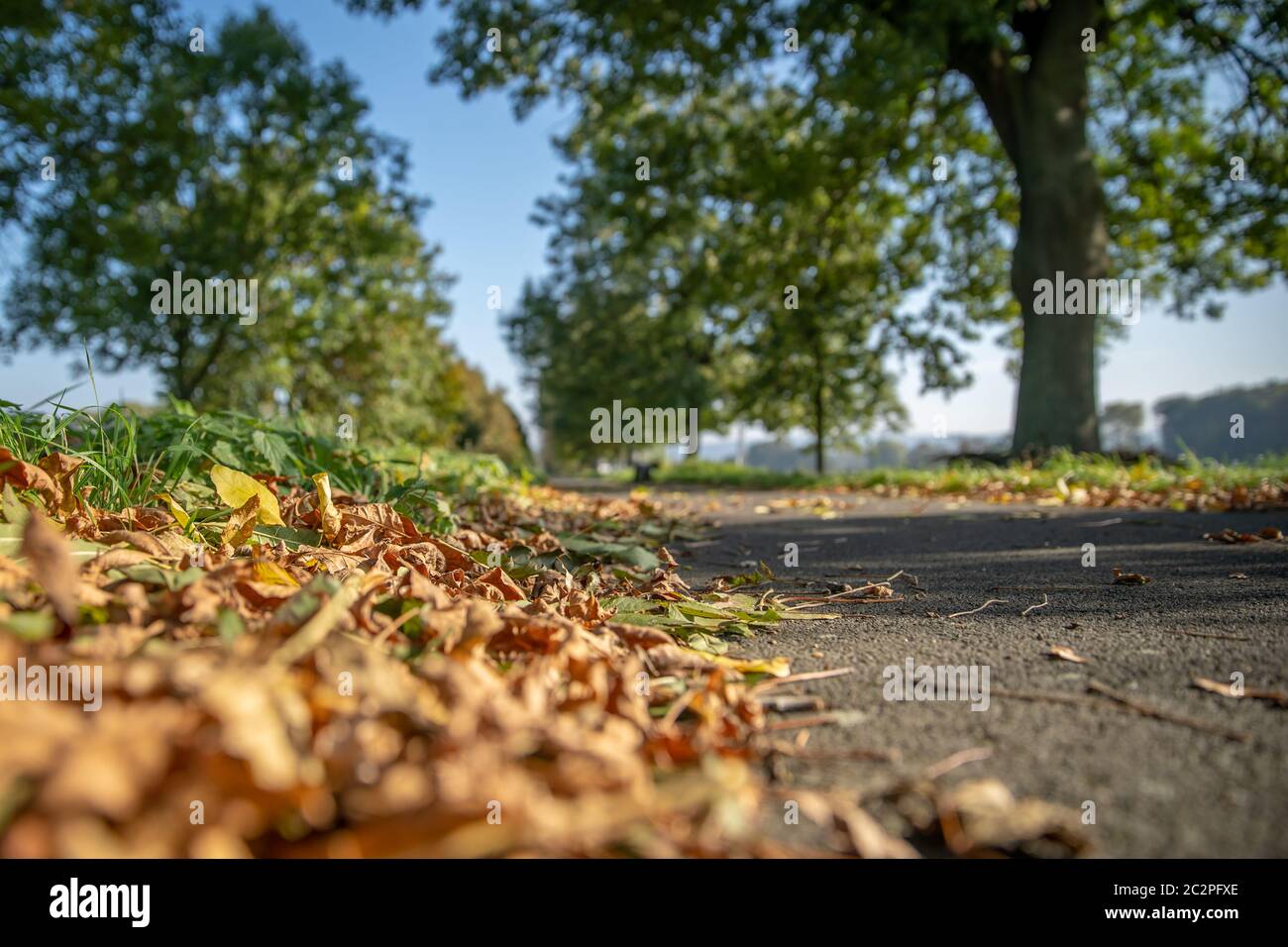 Leaves falling off tree hi-res stock photography and images - Alamy