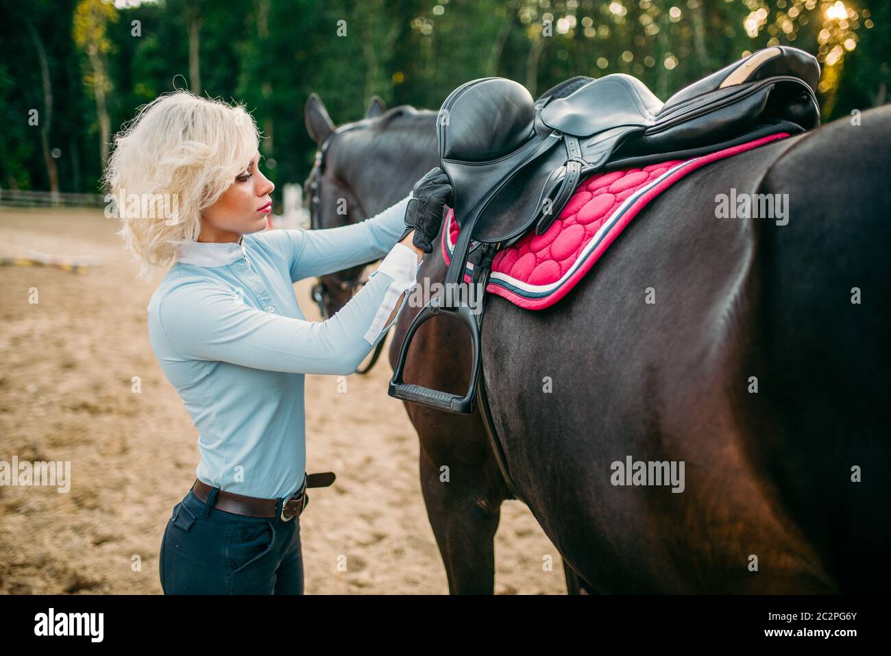 Female rider preparing a horse saddle, horseback riding. Equestrian ...