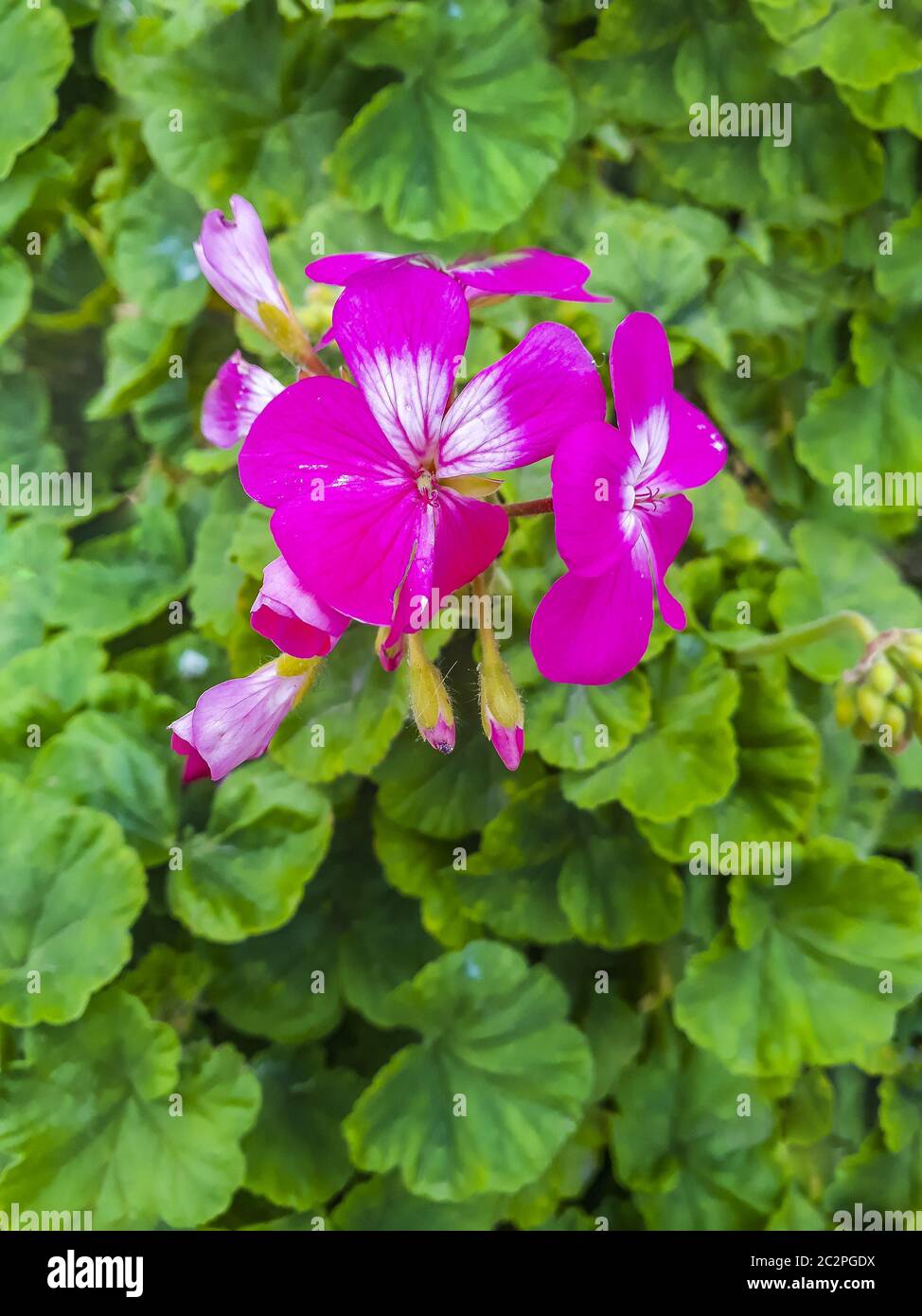 Surrounded by plants and grass hi-res stock photography and images - Alamy