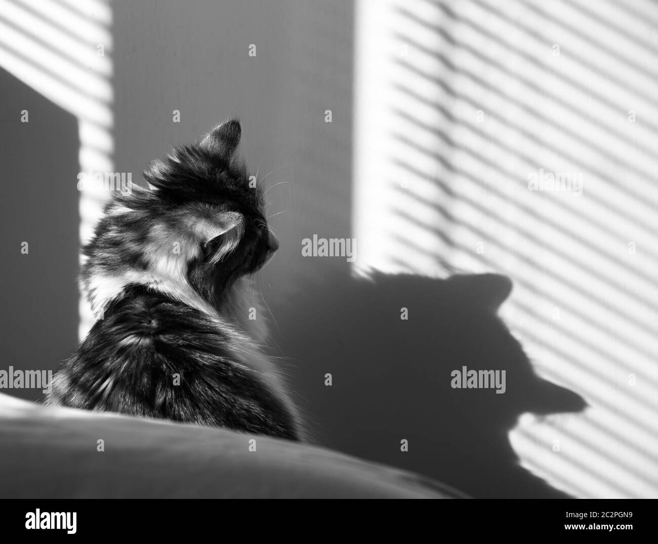 Funny shadow on wall Black and White Stock Photos & Images - Alamy
