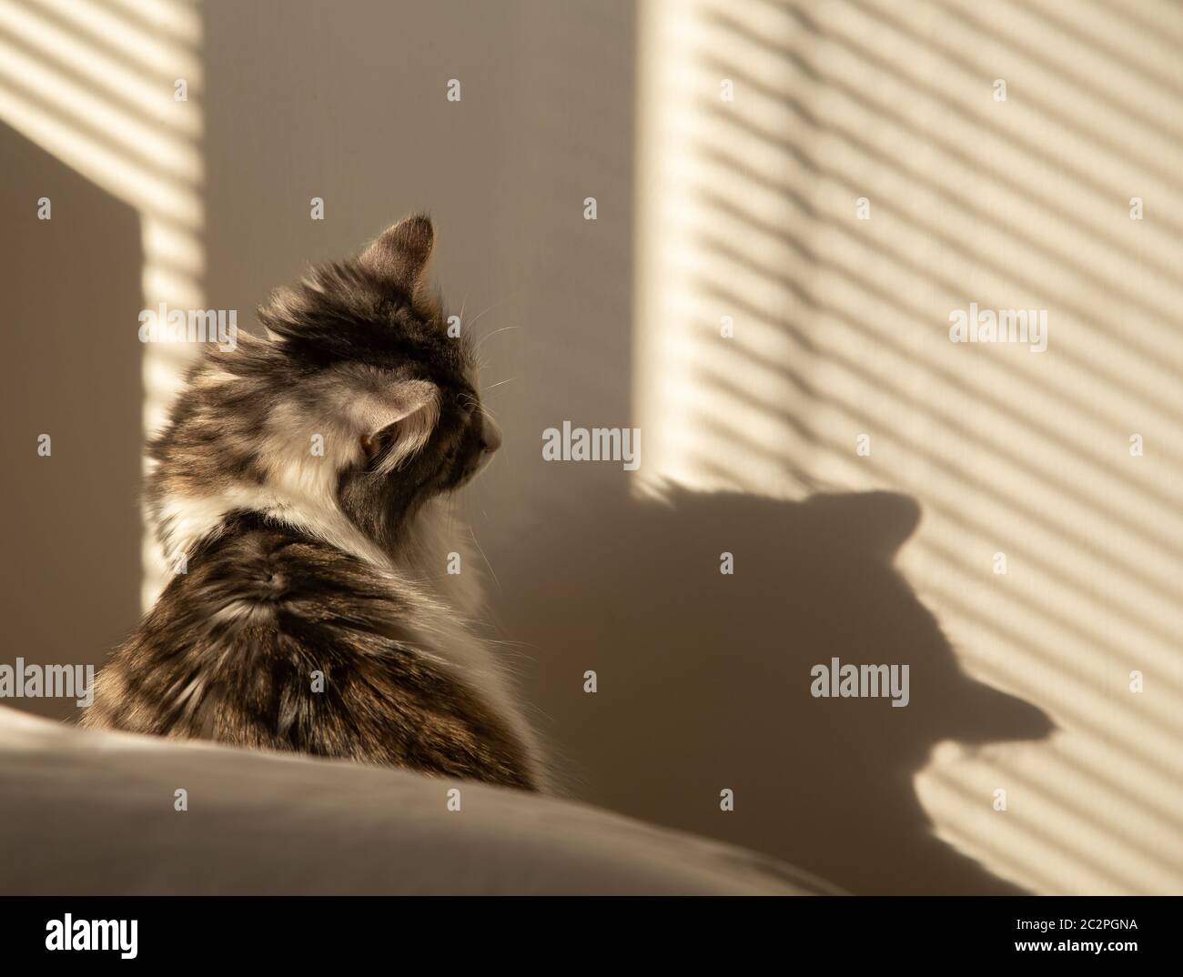 fluffy domestic cat in sun light looks at his shadow on white wall ...