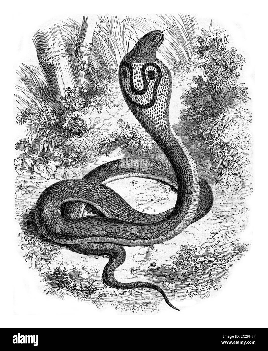 Naja snake Cut Out Stock Images & Pictures - Alamy