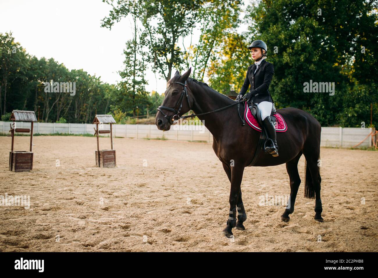 Equestrian sport, woman on horseback, side view. Brown stallion ...