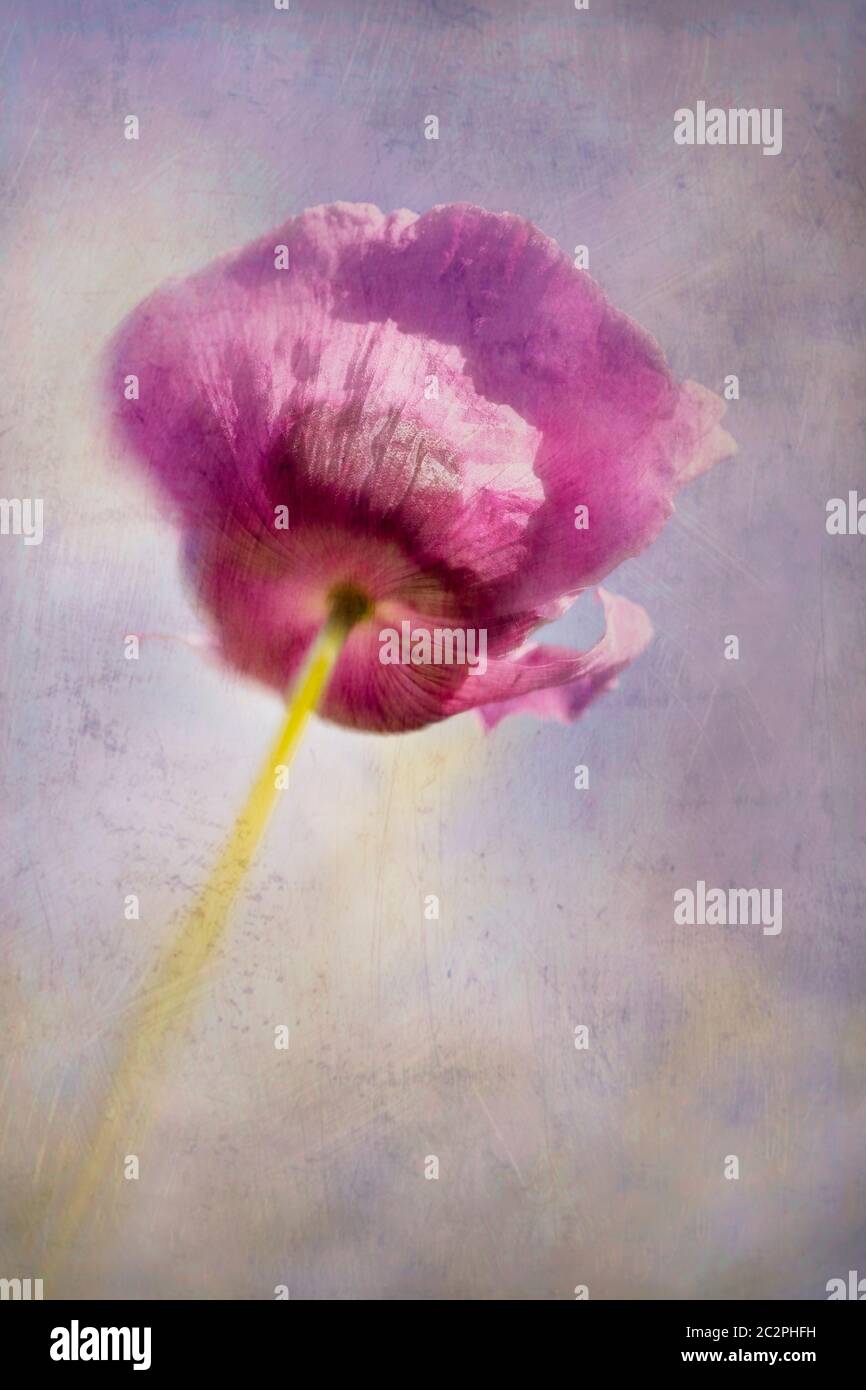 overlay paper effect on a poppy Stock Photo - Alamy