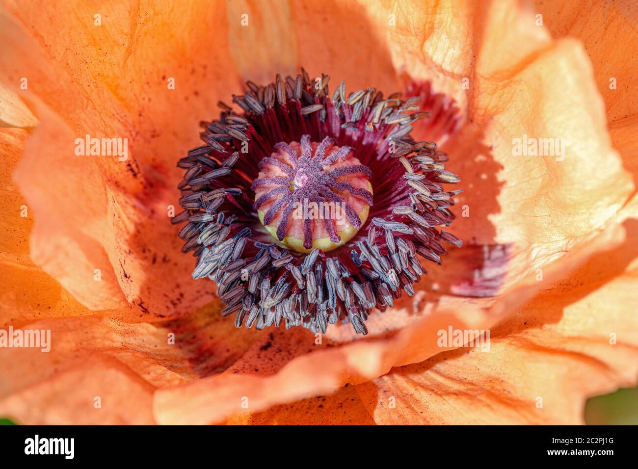Open poppy head hi-res stock photography and images - Alamy