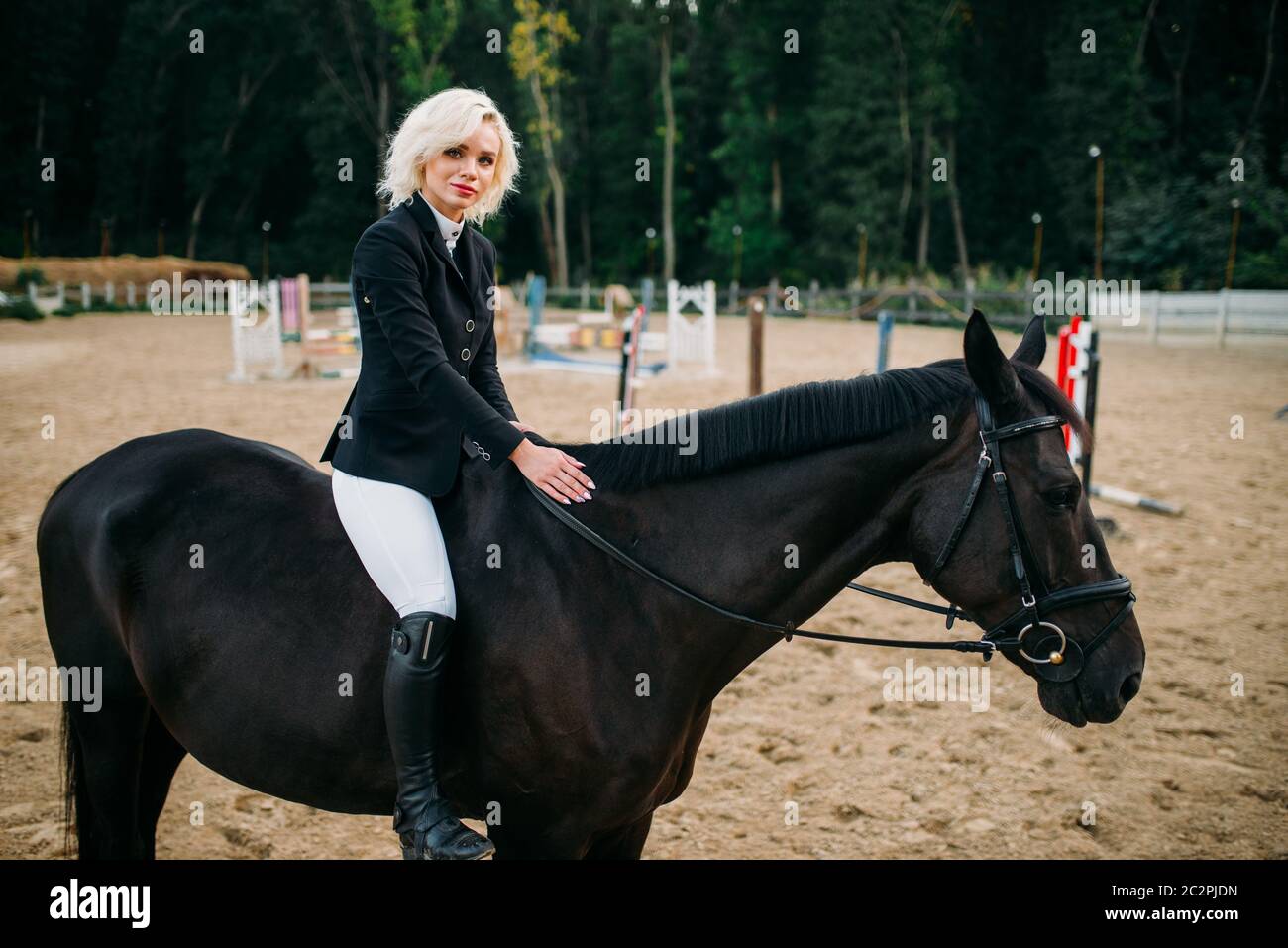 Equestrian sport, woman poses on horseback. Brown stallion, leisure ...
