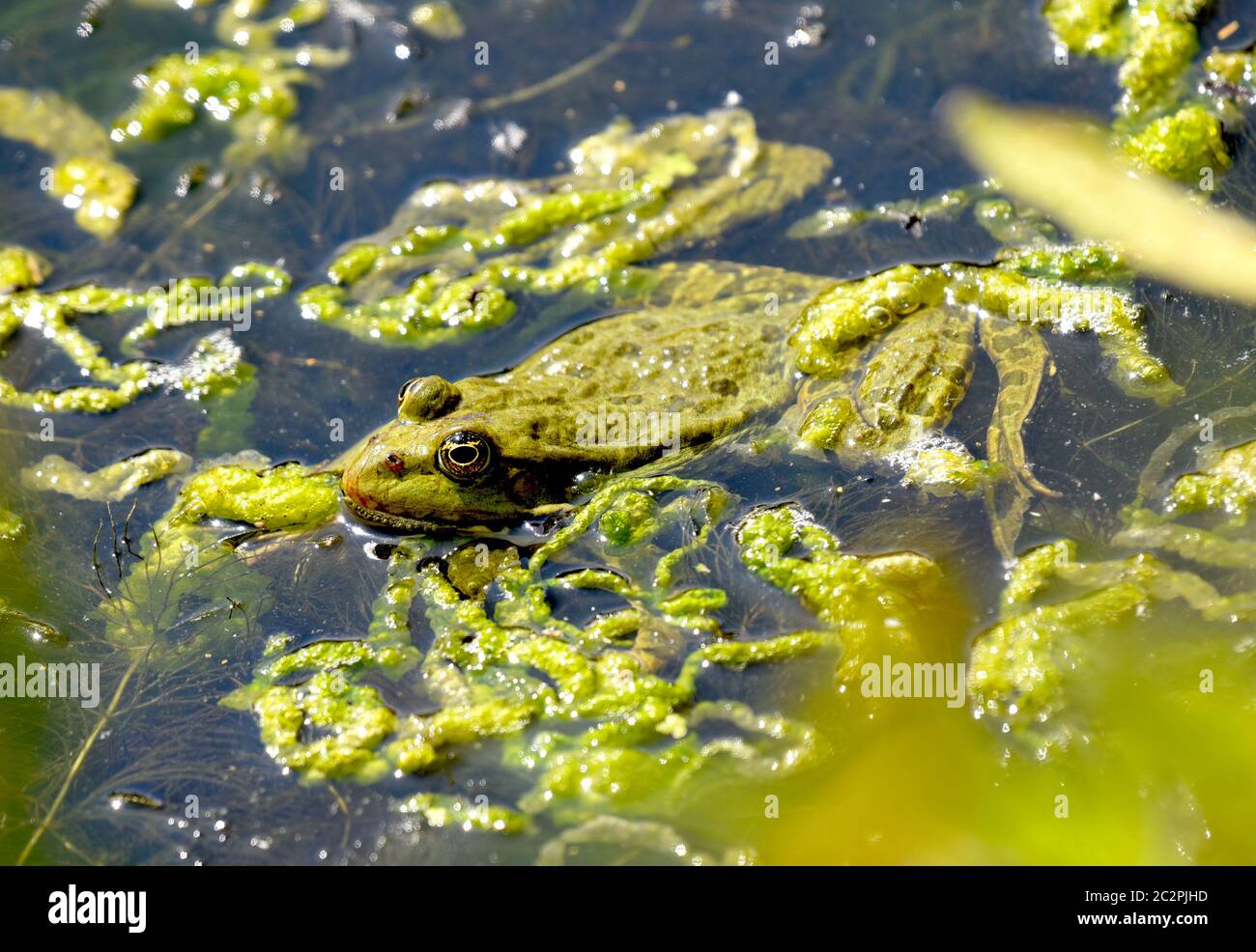 European March Frog is an invasive species introduced into Kent in the ...