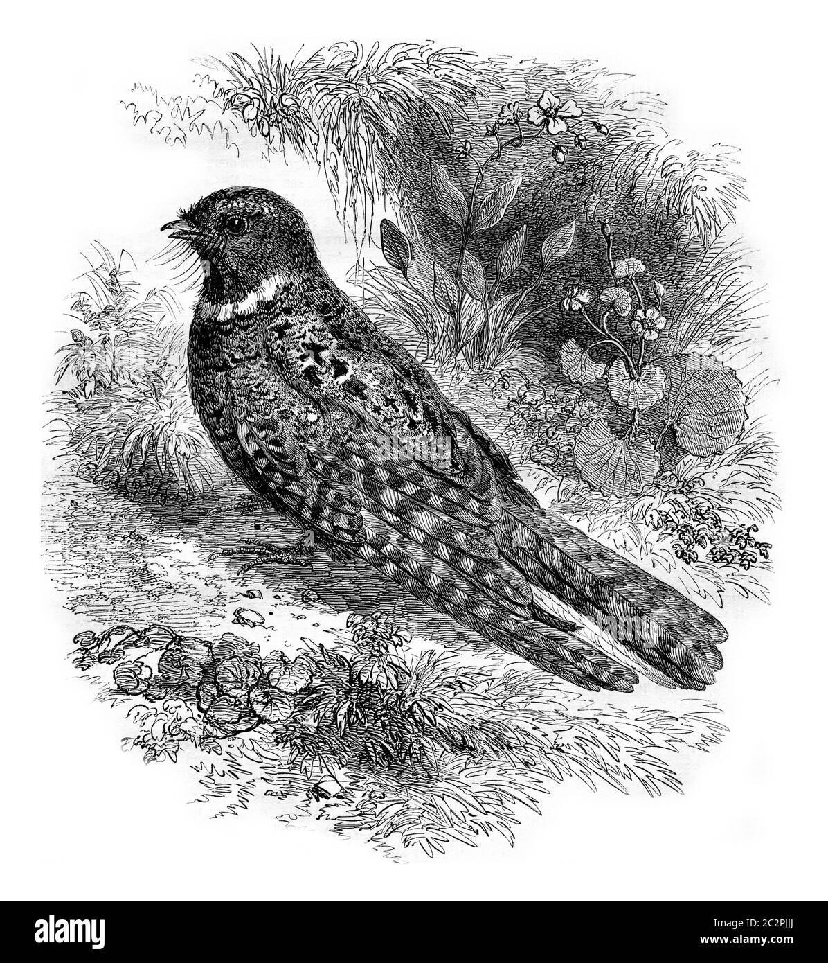 Nightjar illustration Cut Out Stock Images & Pictures - Alamy