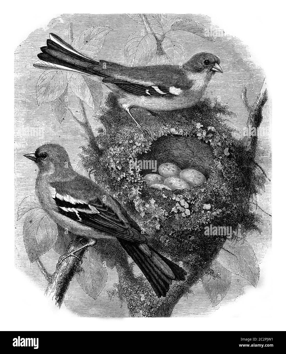 Finch and her nest, vintage engraved illustration. Magasin Pittoresque ...