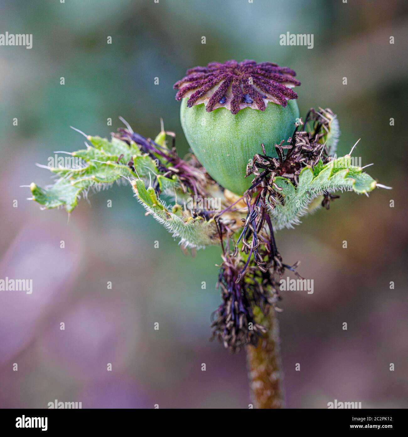 Fading summer hi-res stock photography and images - Alamy