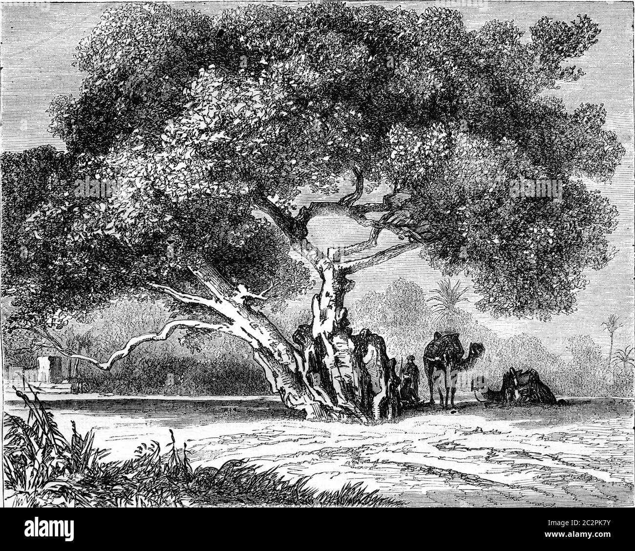 Virgin mary tree Black and White Stock Photos & Images - Alamy