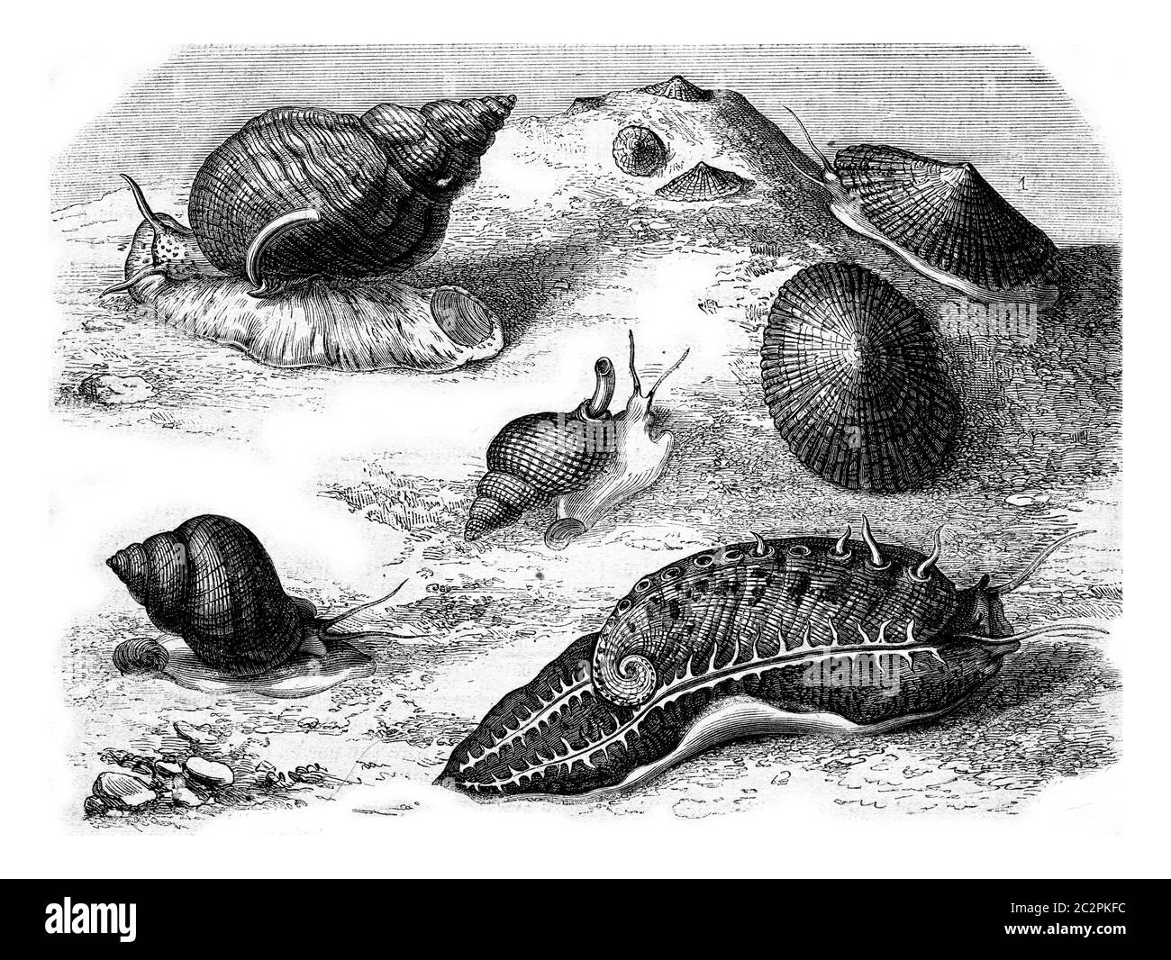 Common limpet, Wavy whelk, Reticulated net, Abalone ridged, Vignot or ...