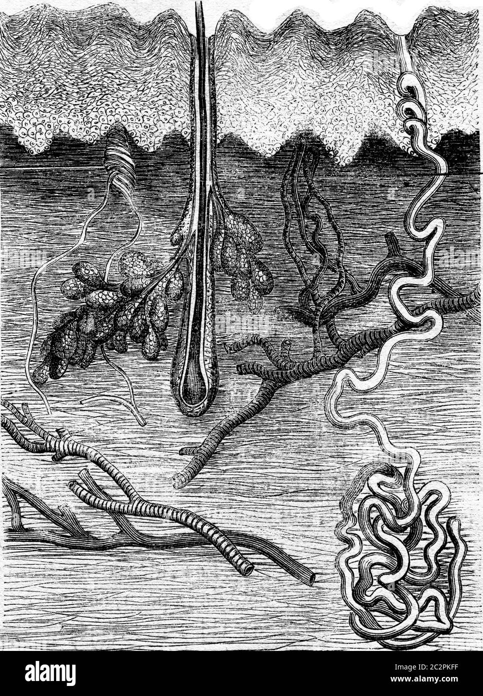 Cutting human skin, vintage engraved illustration. Magasin Pittoresque ...