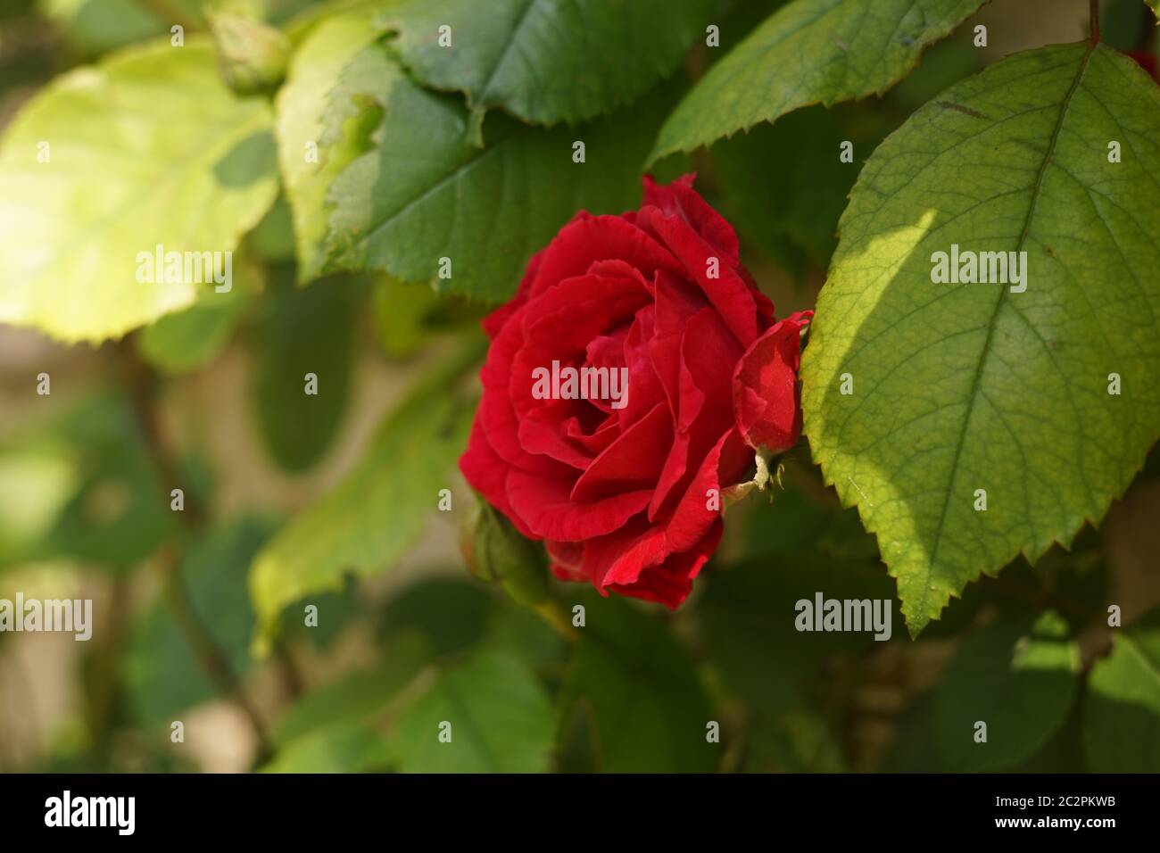 Bush of red rose flower with one flower grow in the summer garden Stock ...