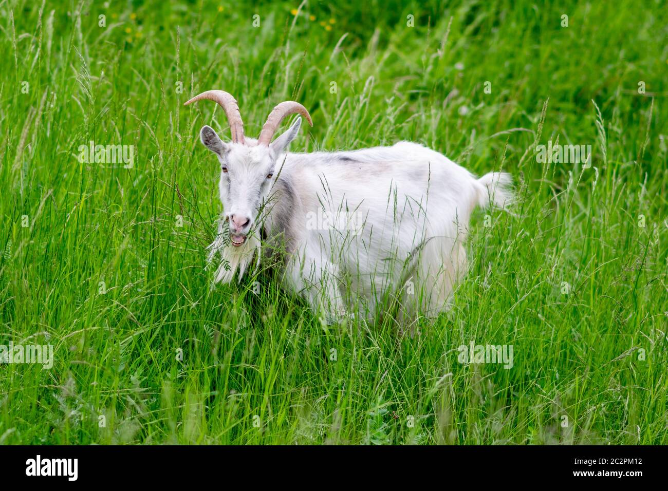 Green Grass Paddock Field High Resolution Stock Photography and Images ...