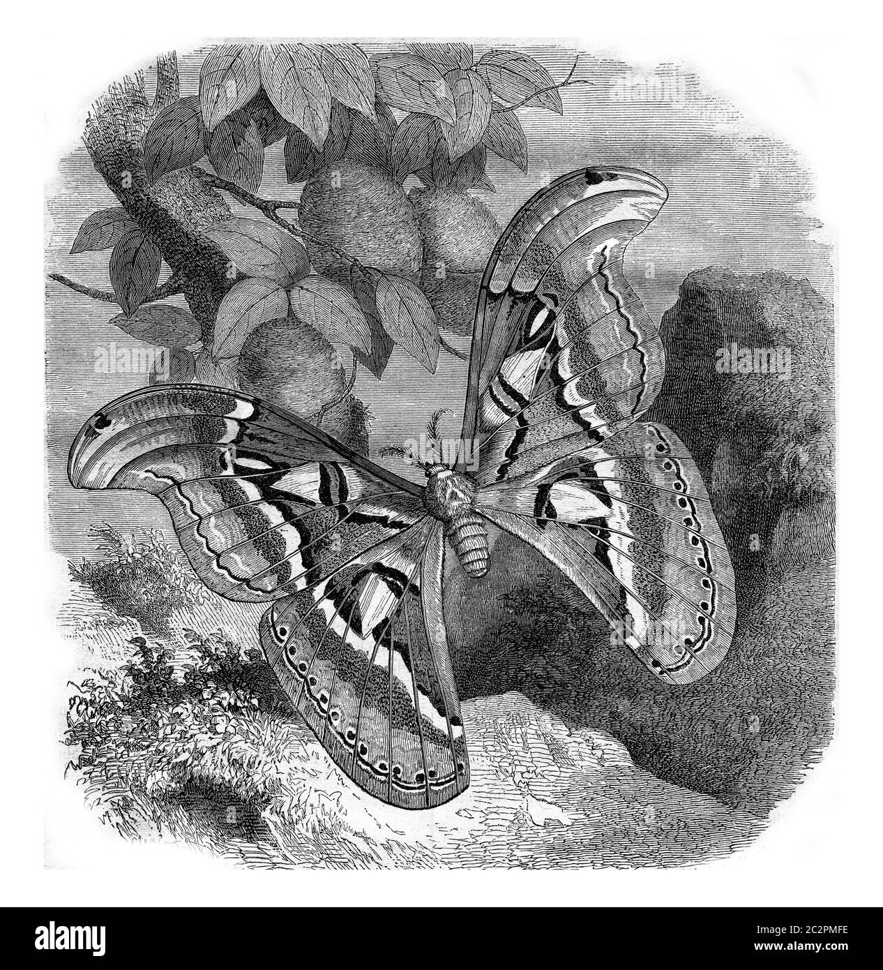 An atlas moth species Cut Out Stock Images & Pictures - Alamy