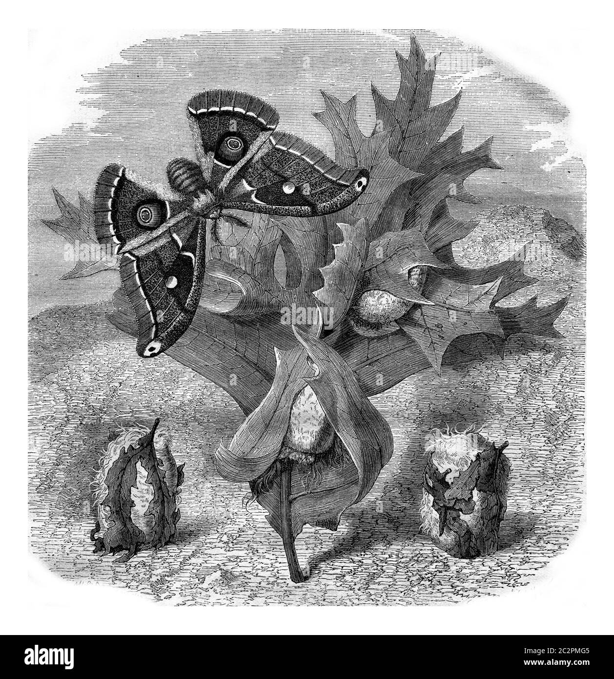 The Attacus Polyphemus, two-thirds of the natural sizeblack, old ...