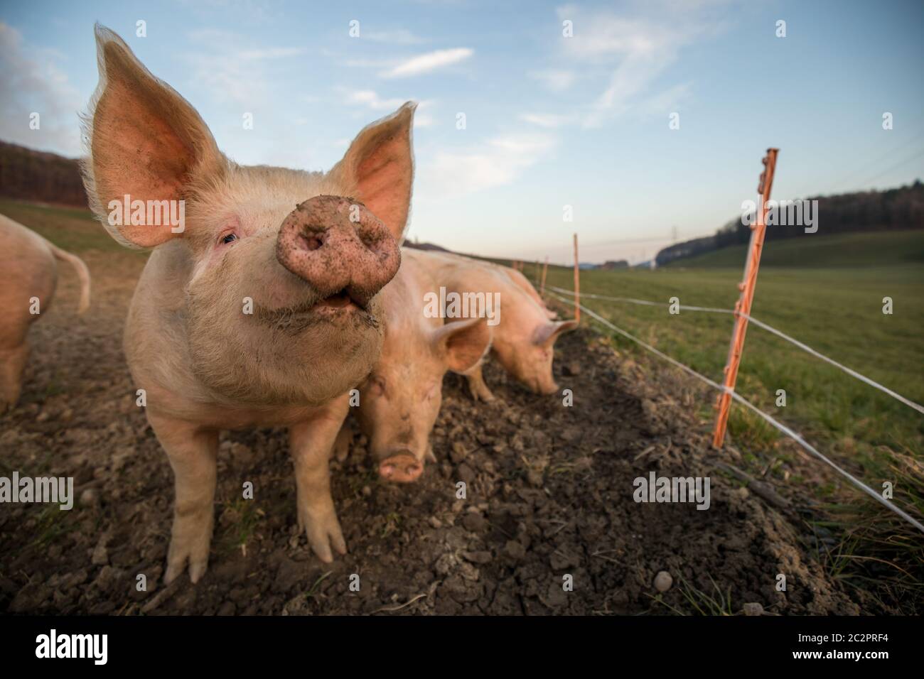 Pigs eating on a meadow in an organic meat farm - wide angle lens shot ...