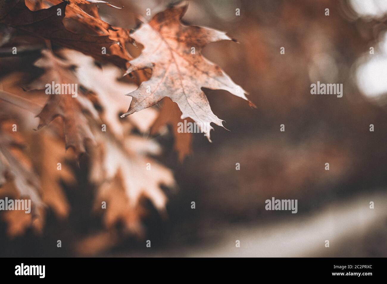 Maple Tree Quotes Autumn Blaze® Maple