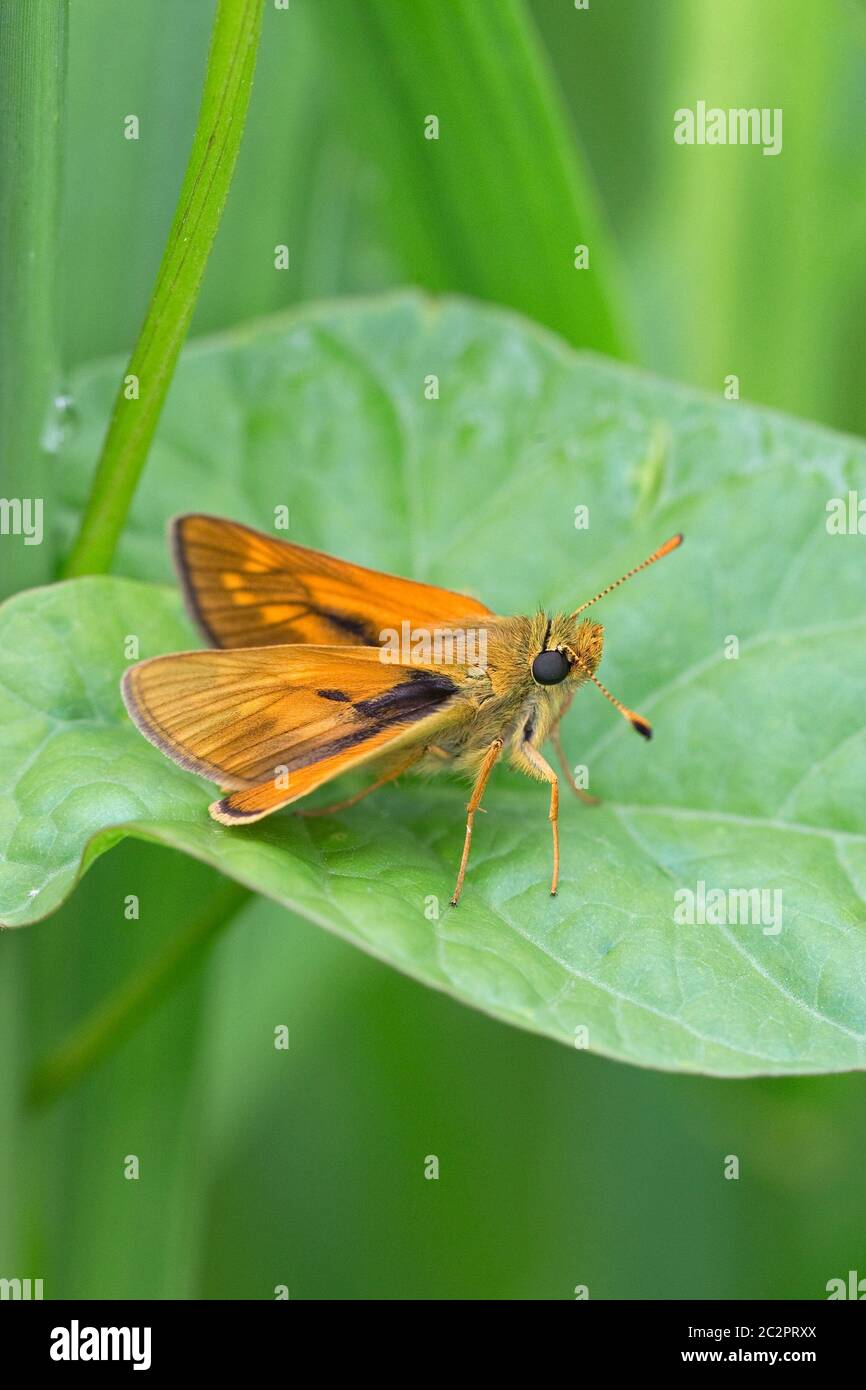 Large skippers hi-res stock photography and images - Alamy