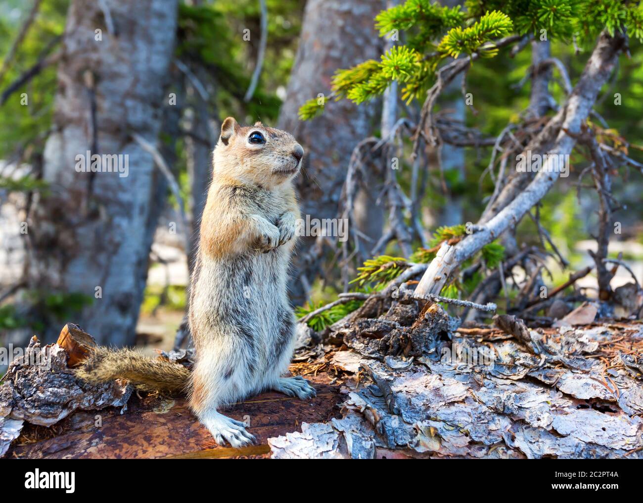 Nice rodent on dry tree in green forest Stock Photo - Alamy