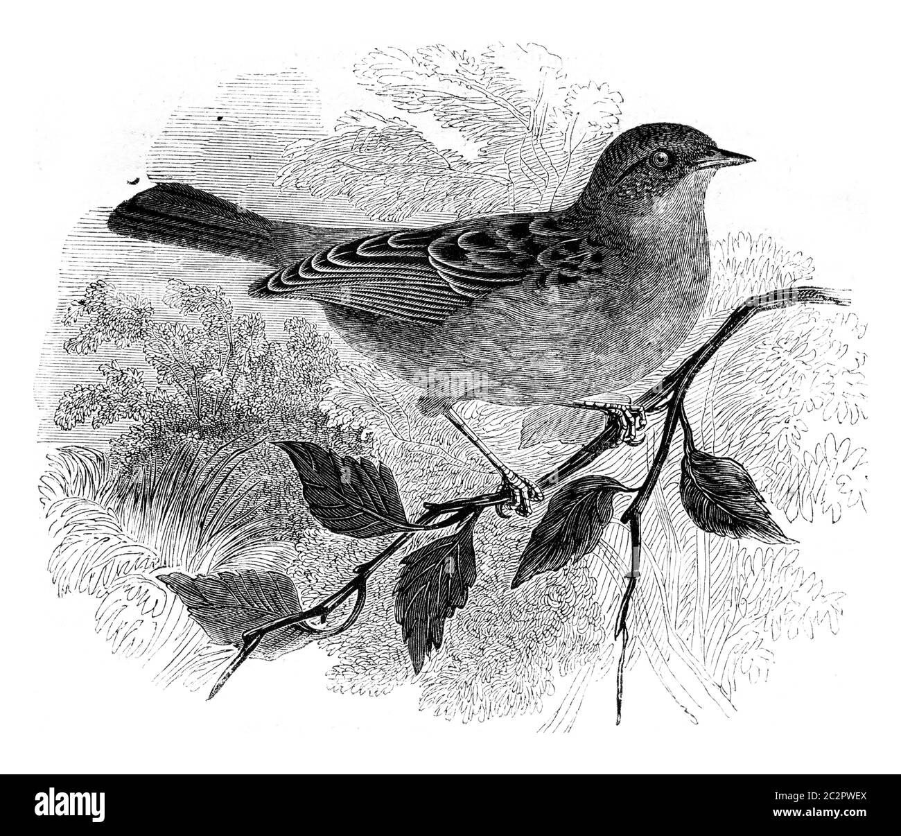 Accentor Black and White Stock Photos & Images - Alamy