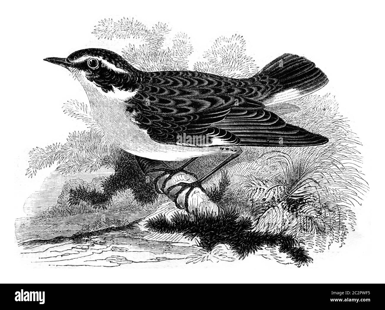 Whinchat Black and White Stock Photos & Images - Alamy