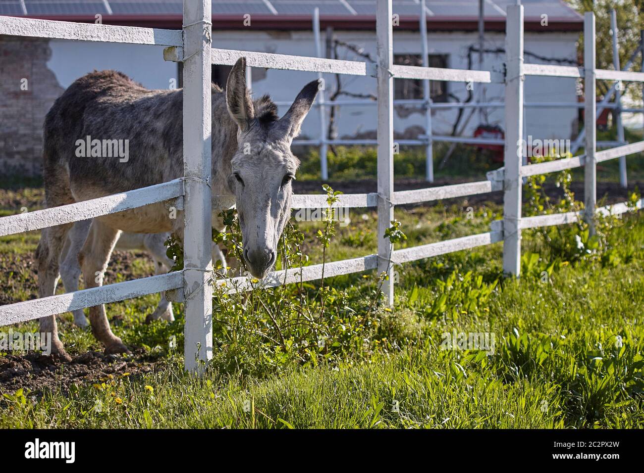 Donkey in enclosure hi-res stock photography and images - Alamy