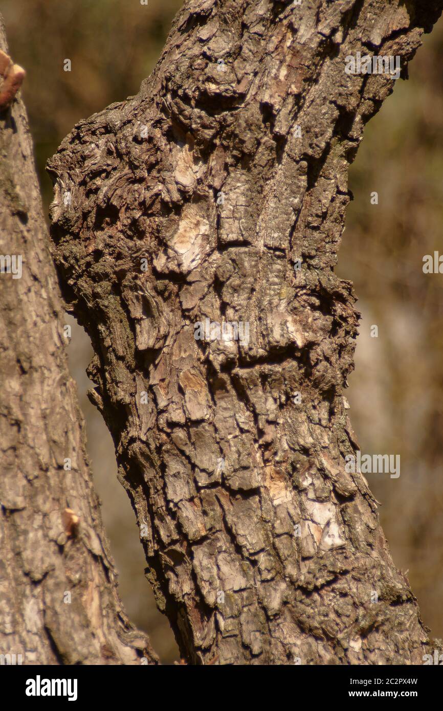 Persimmon bark hi-res stock photography and images - Alamy