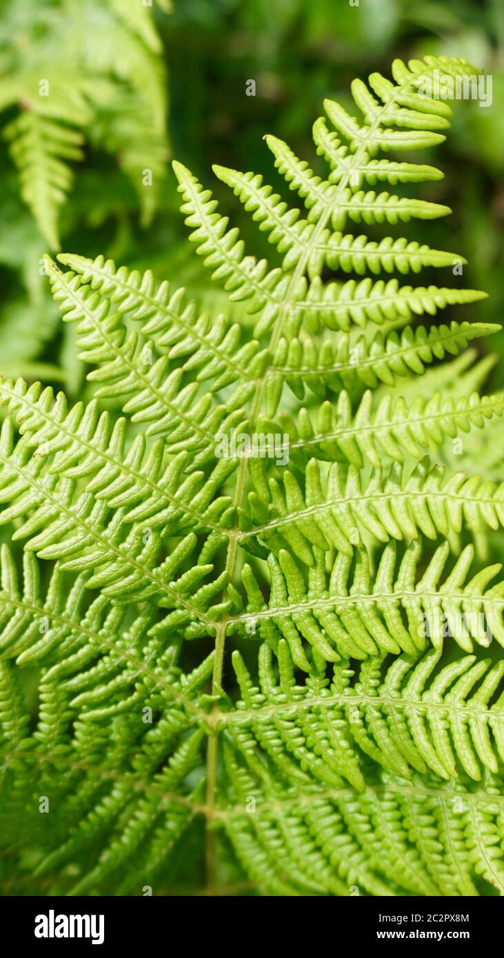 Fern leaf (Polypodiopsida Stock Photo - Alamy