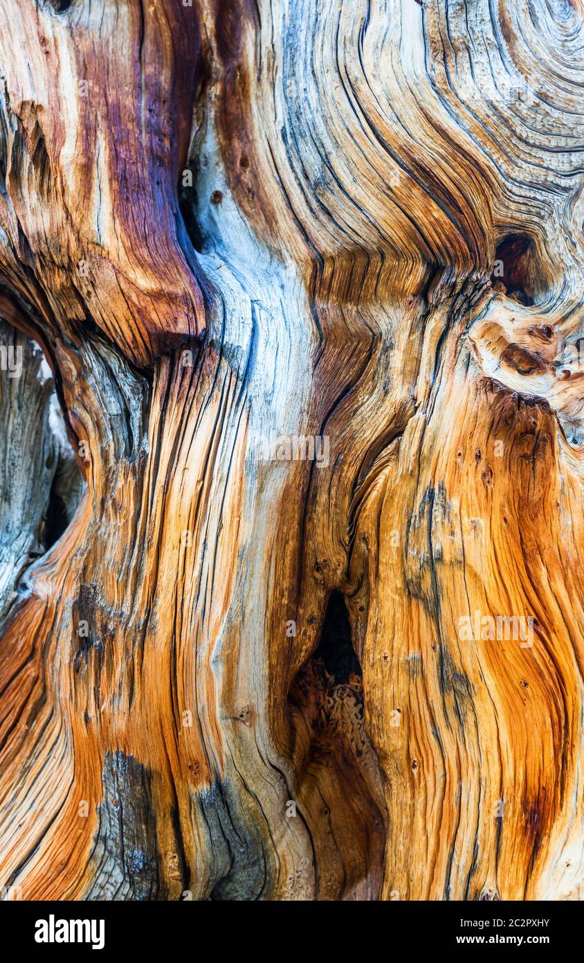 Dry dead tree texture. Old wood closeup Stock Photo - Alamy