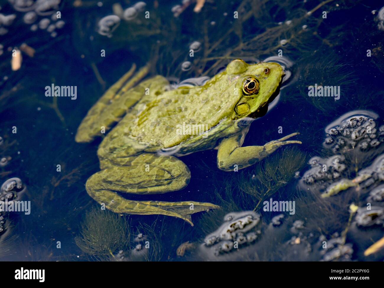 The European Marsh Frog is an invasive species, introduced into Kent Uk ...