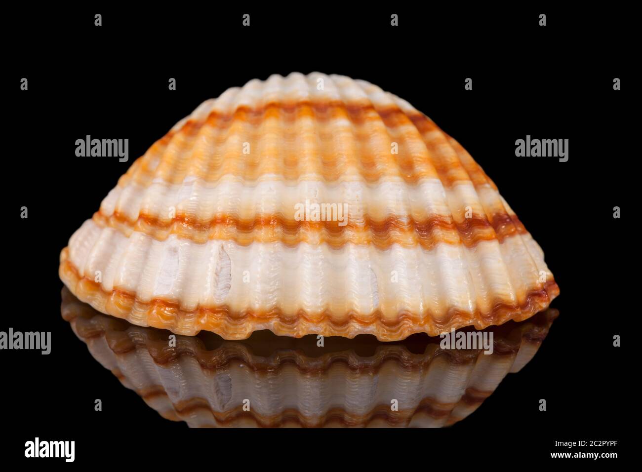 Single sea shell of bivalvia isolated on black background, mirror ...