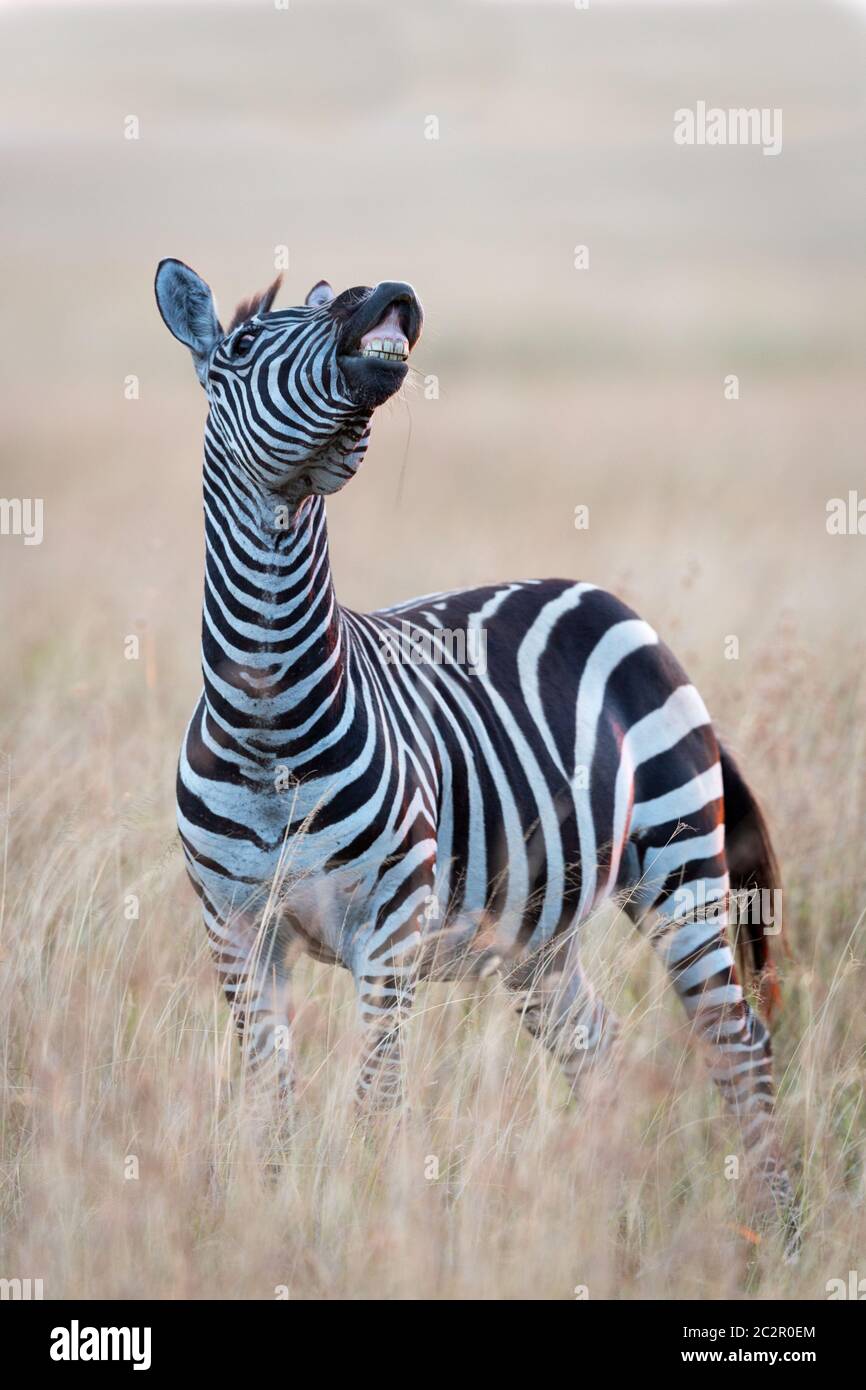 Displaying teeth hi-res stock photography and images - Alamy