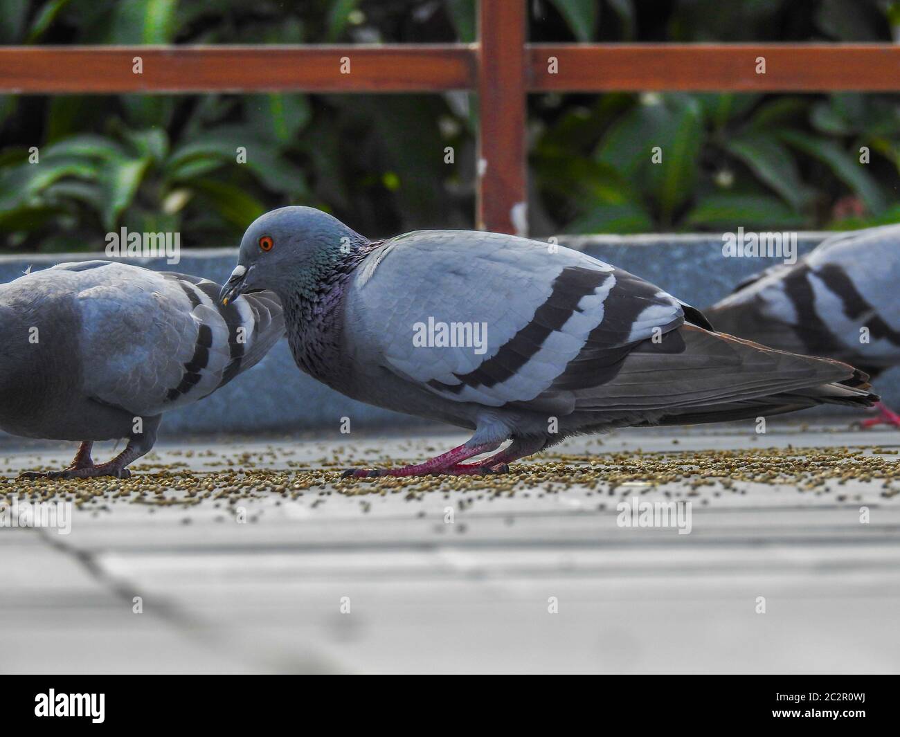 real close up of pigeons eating grains over the roof top in group using ...