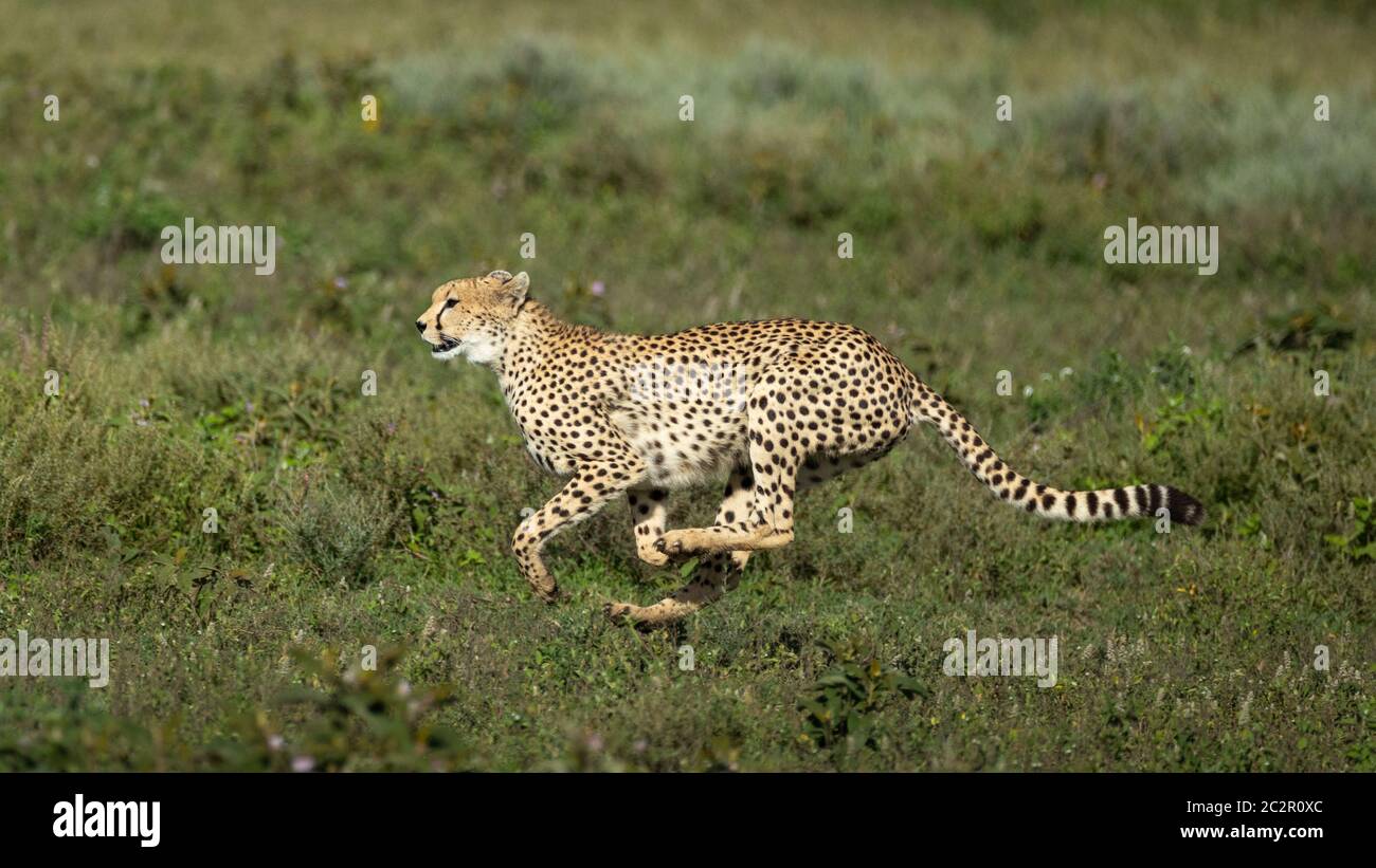 Adult cheetah running at speed on a grassy green plain in Ndutu ...