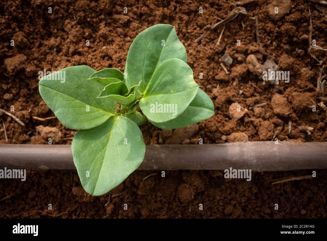 Looking down on a tiny Broad Bean plant, variety Aquadulce. Brown ...