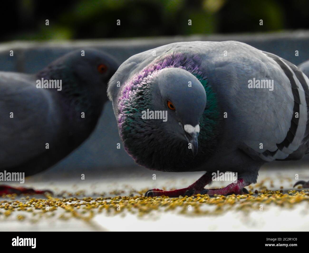 Pigeons eating hi-res stock photography and images - Alamy