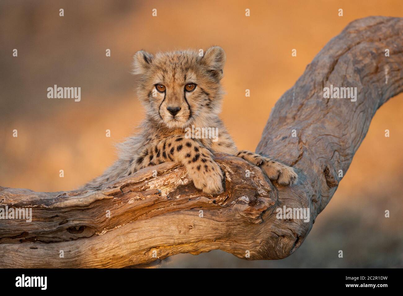Baby cheetah with big eyes portrait sitting on a dead log in Kruger ...