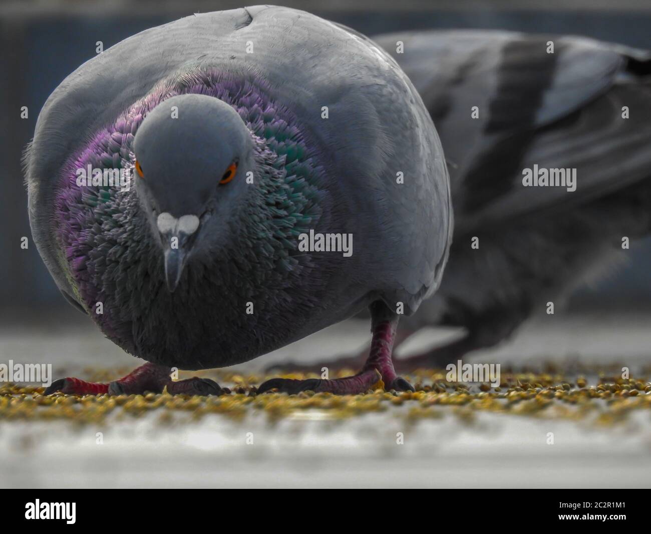 pigeons eating grains over the roof top in group. A shallow depth of ...