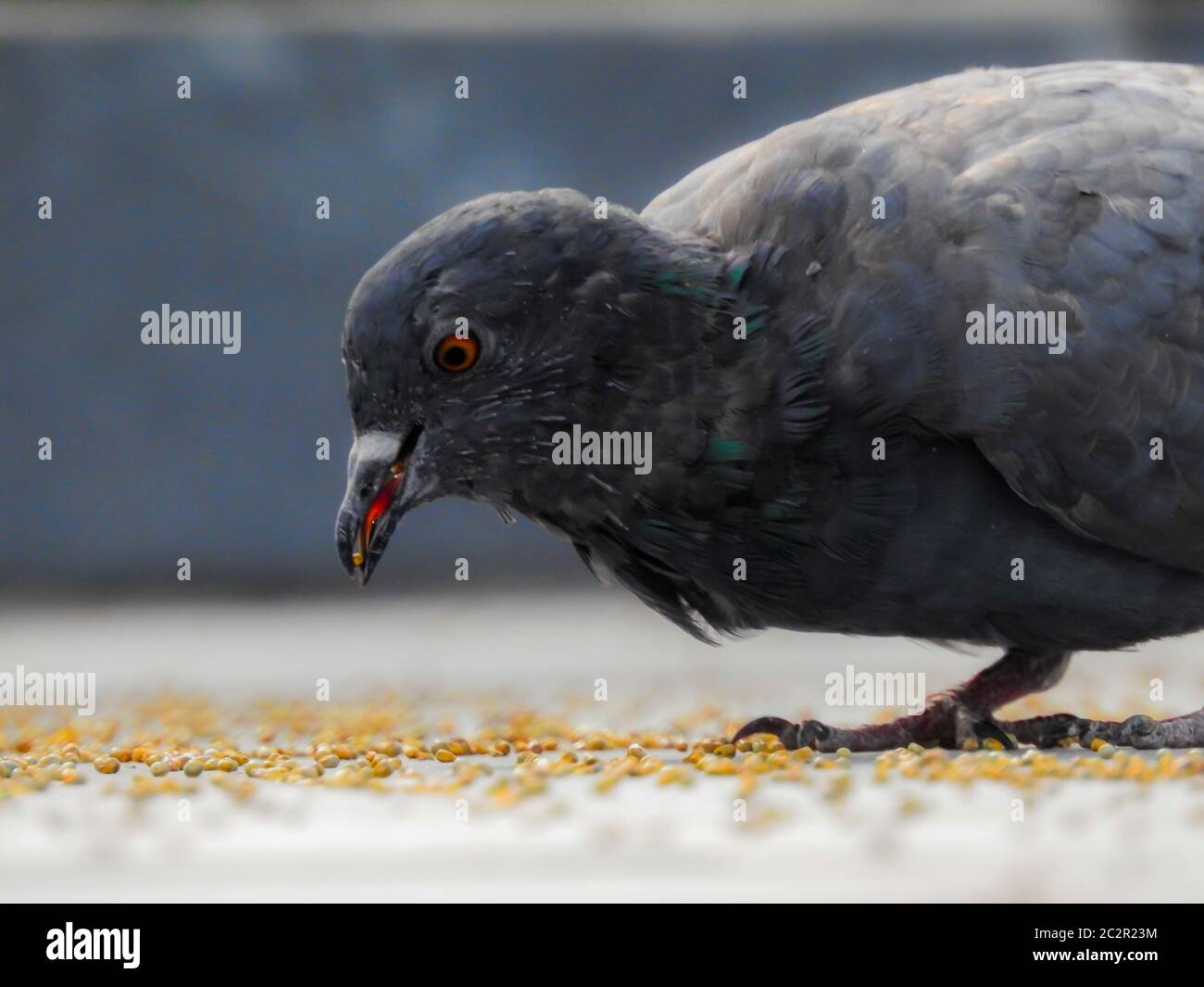 pigeon eating grains over the roof top Stock Photo - Alamy